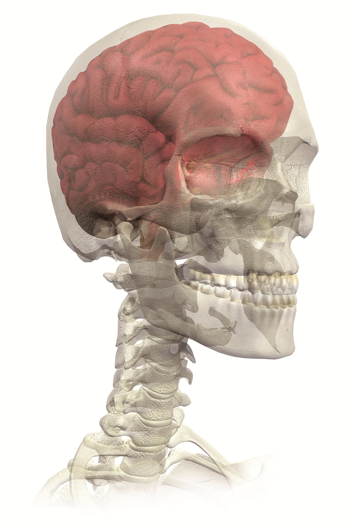Cannabidiol (CBD): What Does It Do and How Does It Affect the Brain ...